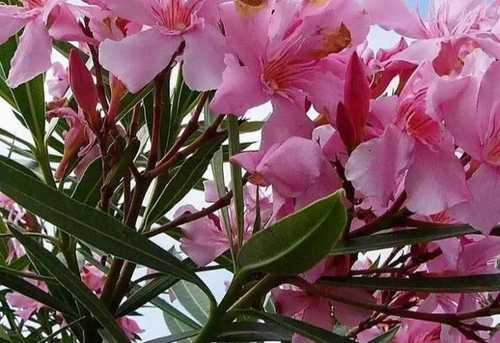 Олеандр цветущий цветы саженцы