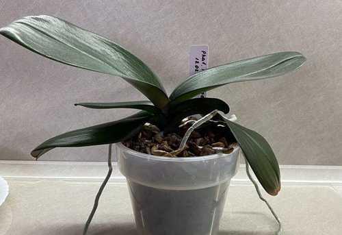 Орхидея фаленопсис Phal. Narbonne