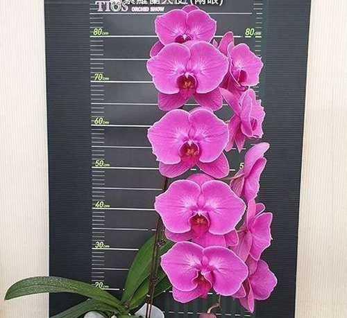 Орхидея фаленопсис Violet Angel Peloric
