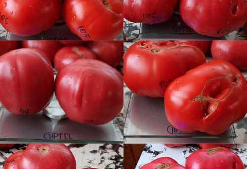 Семена высокорослых томатов