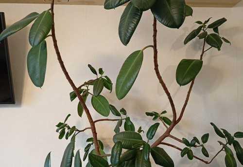 Фикус каучуконосный Эластика Ficus elastica 160 см