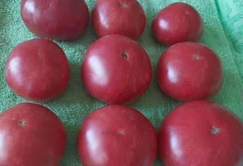 Семена 2 сорта розовых,сладких помидор СССР