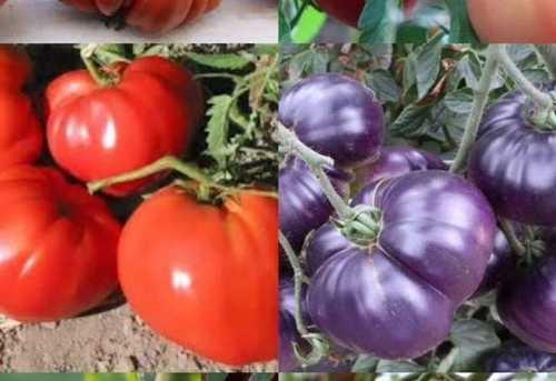 Семена томатов. Привезены из нидерландов