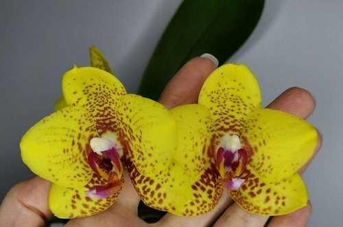 Орхидея фаленопсис Phal. Ark's kaiulane