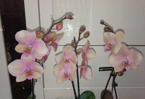 Орхидея фаленопсис Сапорита в ассортименте