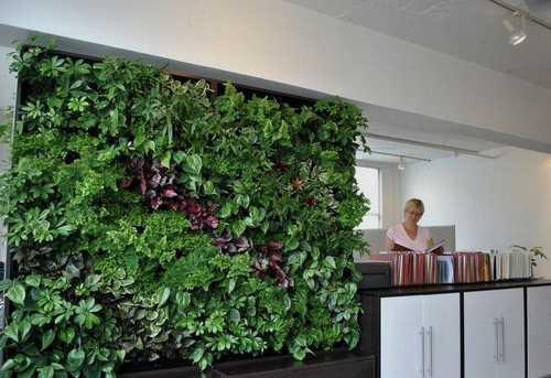Стены из растений: зеленый уголок спокойствия. Арт
