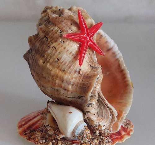 Сувенир с моря ракушки