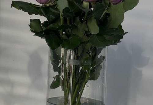 Сиреневая роза Танзании 50см