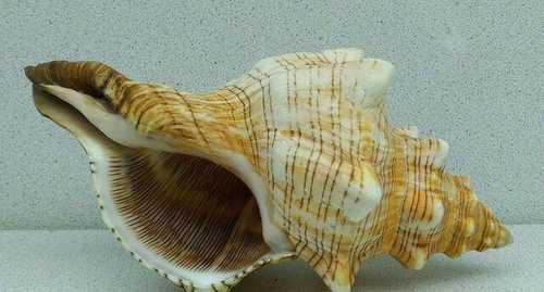 Плеуроплока Трапезиум - морская ракушка раковина