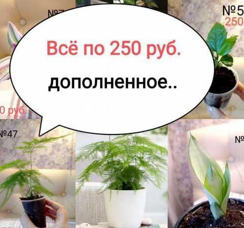 Комнатные растения цветы, разные