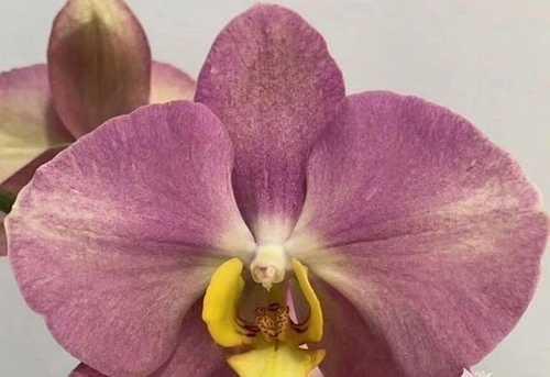 Орхидея фаленопсис крупноцвет