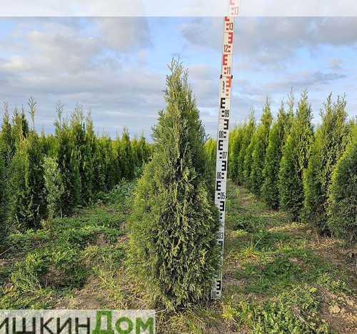 Туя Смарагд экстра 110см  на участок