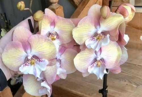 Орхидея фаленопсис единорог