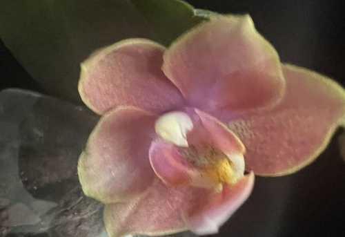 Орхидея парфюмерная фабрика Dusty Belle