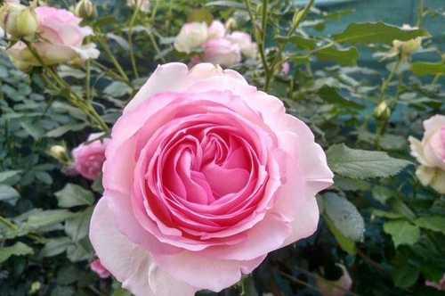 Плетистая Эден Роуз 85. Rosa Edenrose 85