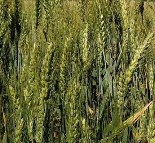 Семена "Зорепад" озимая пшеница элита