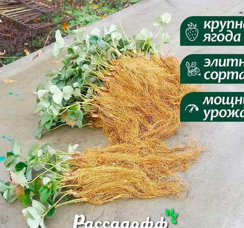 Рассада клубники. Опт от 64 шт