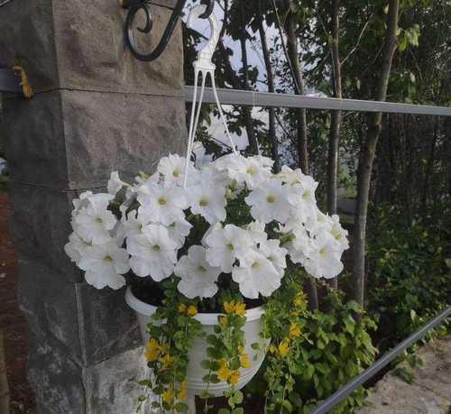 Петуния каскадная. Цветочная композиция в кашпо