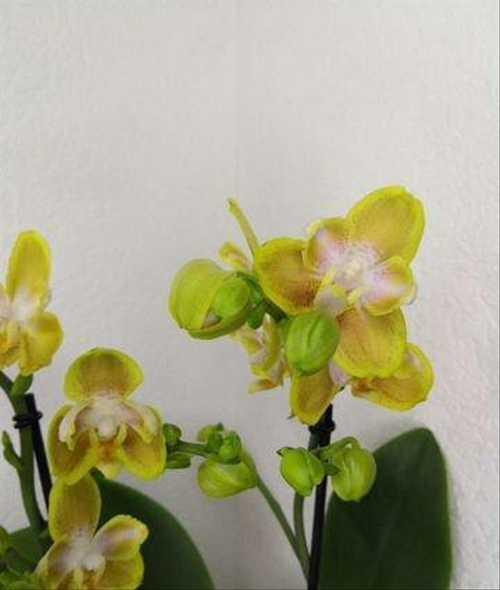 Орхидея восковая арома Arezzo бантик