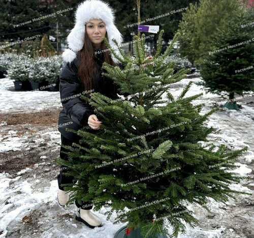 Пихта с доставкой