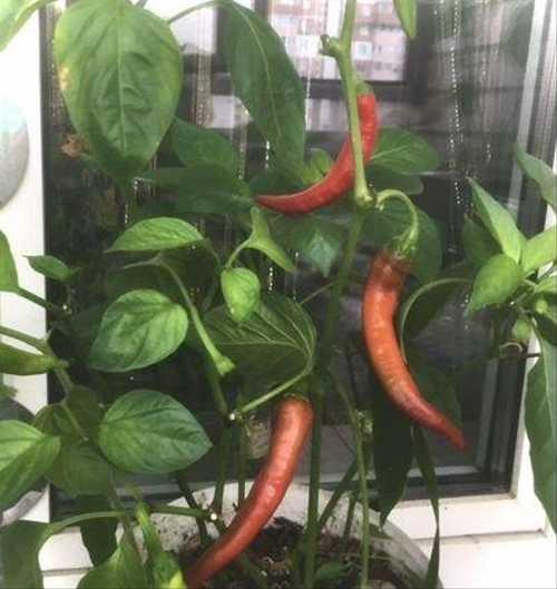Семена томатов балконное чудо и острого перца)