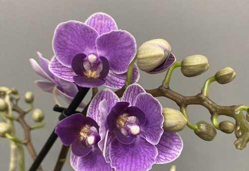 Орхидея фаленопсис вайлет квин