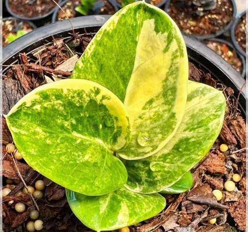 Замиокулькас вариегатный big round leaf