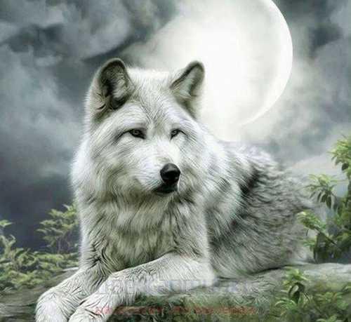 Картина по номерам 40x50 Серый волк в полнолуние