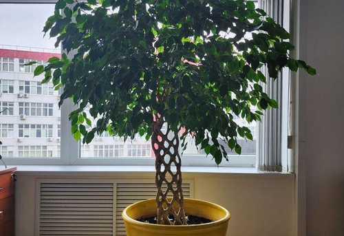 Фикус Регина / Ficus Regina