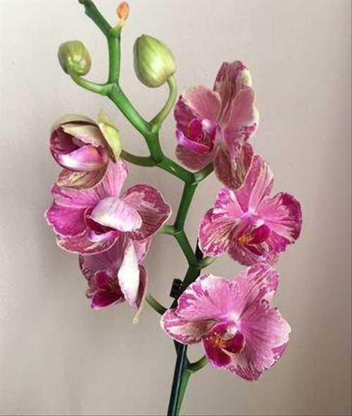 Орхидея фаленопсис Пират пикоти (акварельный)