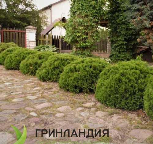 Туя даника с гарантией