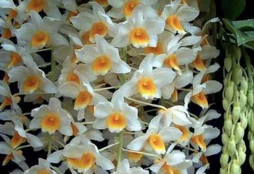 Орхидея дендробиум palpebrae(farmer)
