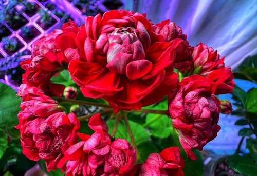 Пеларгония розебудная (Живые розы)
