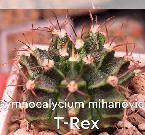 Детки от Gymnocalycium Mihanovichii 'T-Rex'