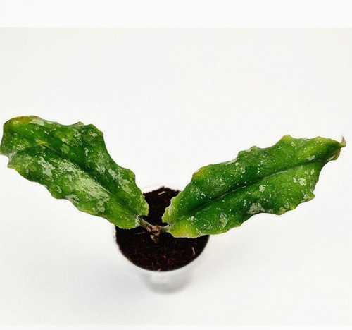 Hoya Undulata army