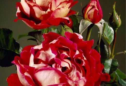 Розы флорибунда - 3 сорта