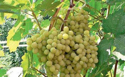 Саженцы винограда «Алешенкин»
