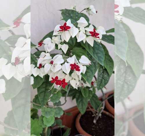 Клеродендрум Томпсона (Clerodendrum thomsoniae)