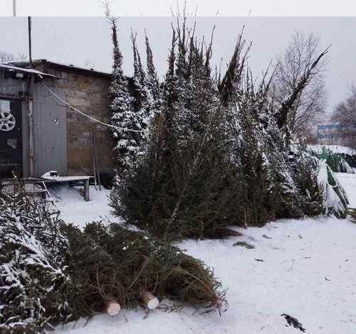 Сосна Живая, гирлянда в подарок