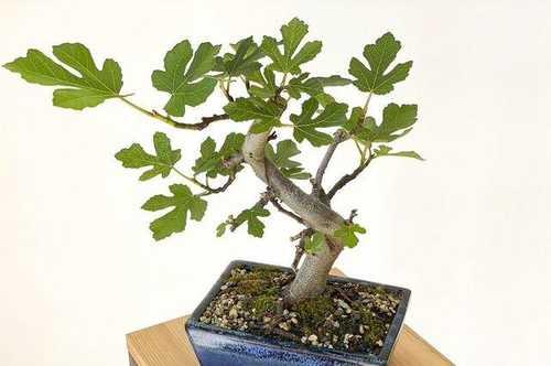 Бонсай Ficus Carica 32 см, возраст: 9 лет