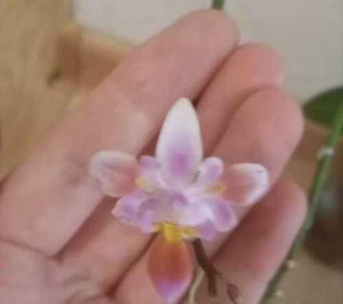 Орхидея фаленопсис эквестрис бабочка обмен