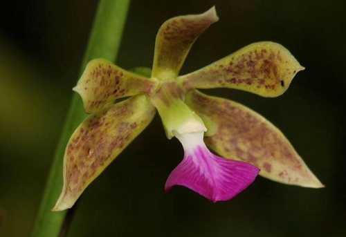 Орхидея энциклия Encyclia bracteata