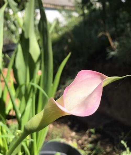 Нежно-розовая калла