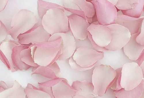 Лепестки роз белые