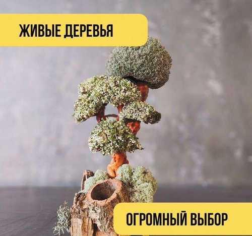 Бонсай и цетрарии. Не требующий ухода