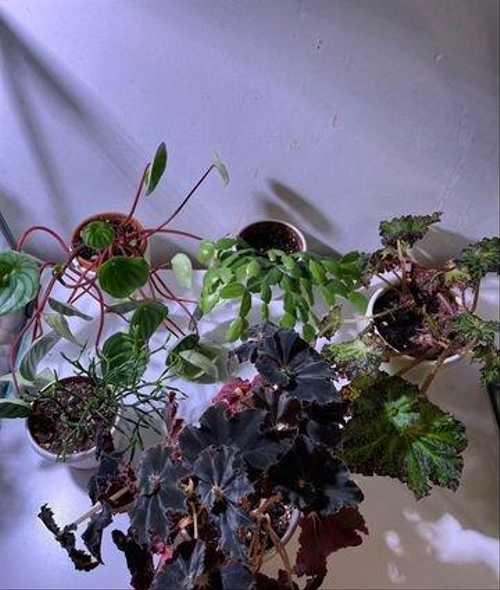 Растения: хатиора, бегония, пеперомия, декабрист
