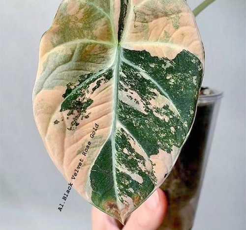Alocasia Black velvet Rose Gold