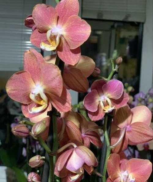 Орхидея фаленопсис «Горизонт»
