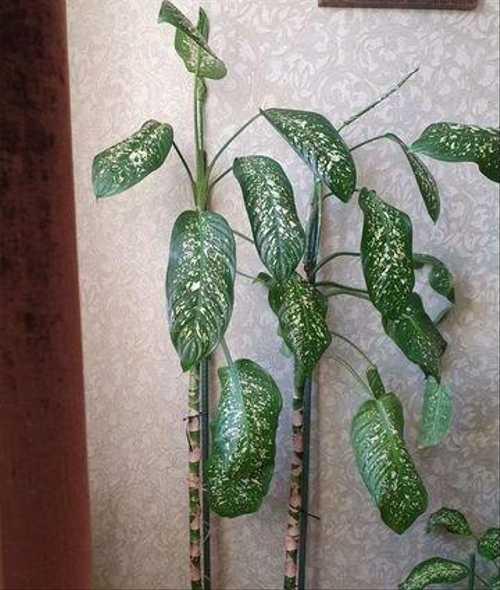 Диффенбахия для офиса/дома, 2 взрослых растения