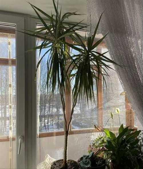 Пальма драцена маргината 1,5 метра